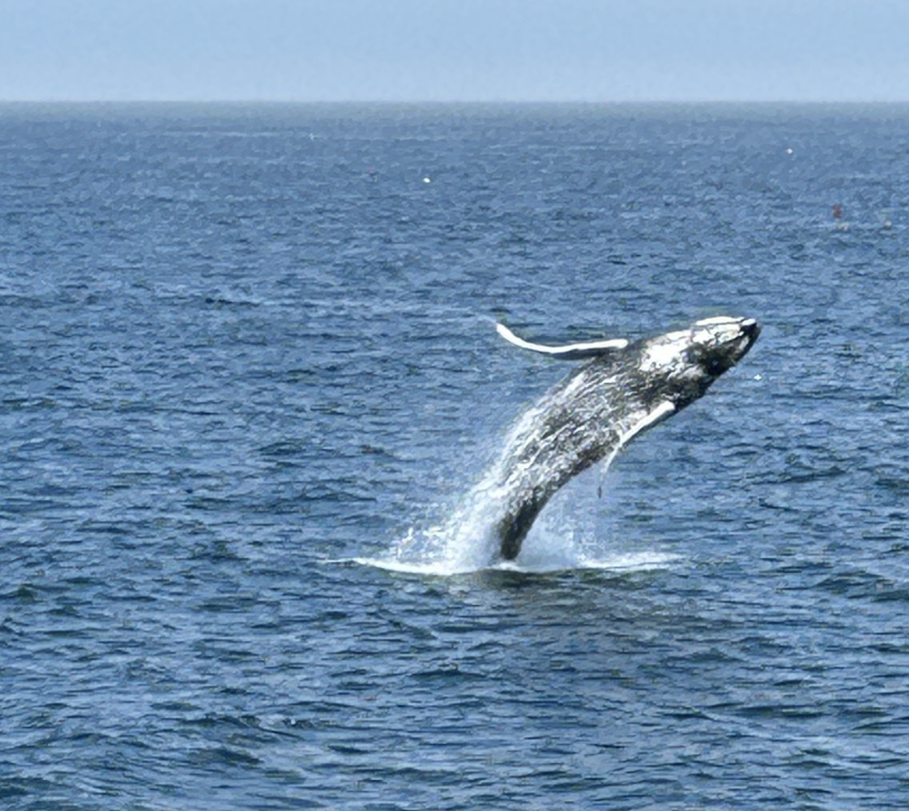 Whale(s) – Samarthya